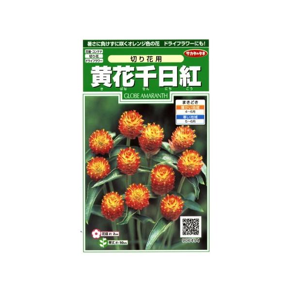★暑さに負けずに咲くオレンジ色。ドライフラワーにも