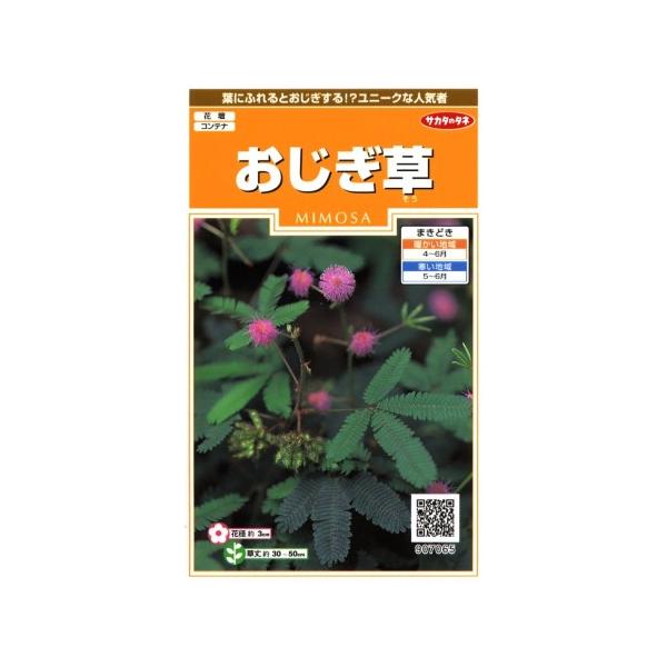 ★葉にふれるとおじぎする！？ユニークな人気者