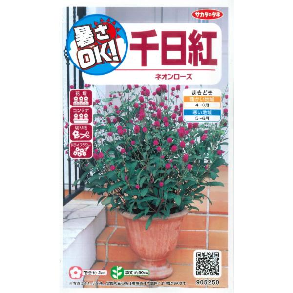 10%OFF★夏を彩るネオンが輝くような濃桃色の花