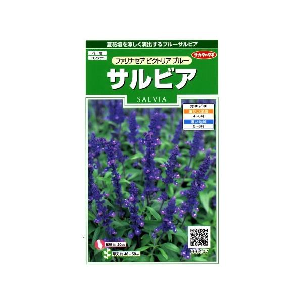 ★夏花壇を涼しく演出するブルーサルビア
