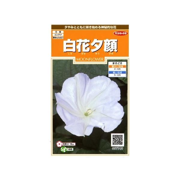 10%OFF★夕やみとともに咲き始める神秘的な花【夕顔】