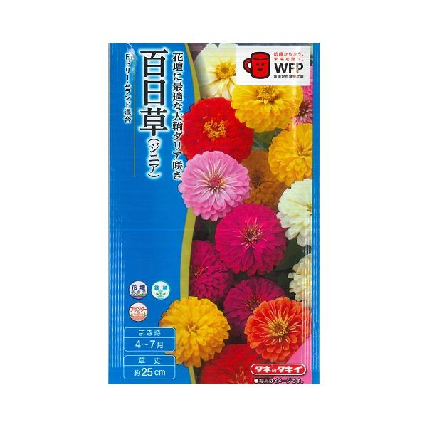 ★夏に負けないポップな花