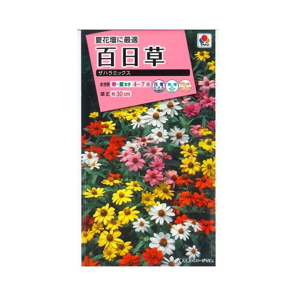 ★夏に負けないポップな花