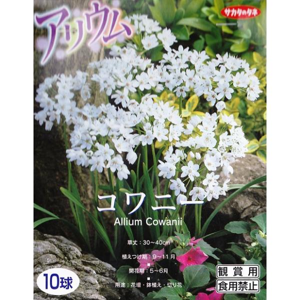 【秋植え球根】アリウムコワニー（10球詰）【サカタのタネ】