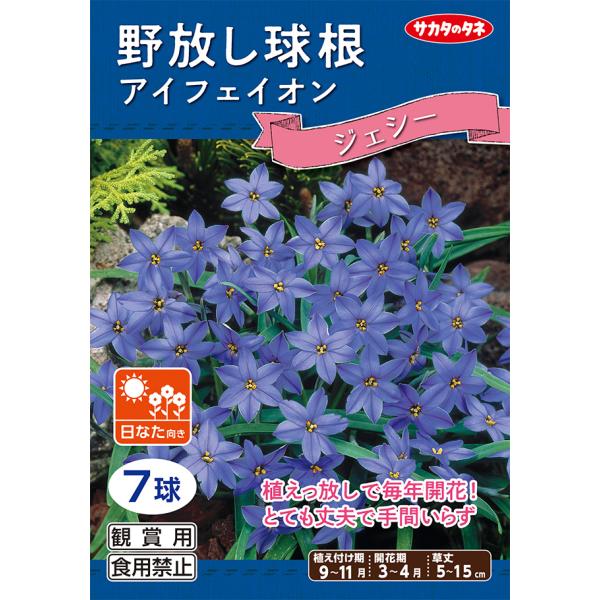 植えたままでふえていく、とても丈夫で手間いらず