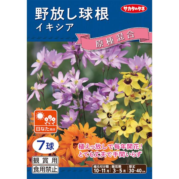 野放し球根【イキシア 原種混合】【秋植え球根】（7球詰）【サカタのタネ】日なた向き