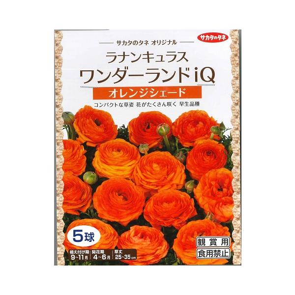 コンパクトな草姿　花がたくさん咲く　早生種