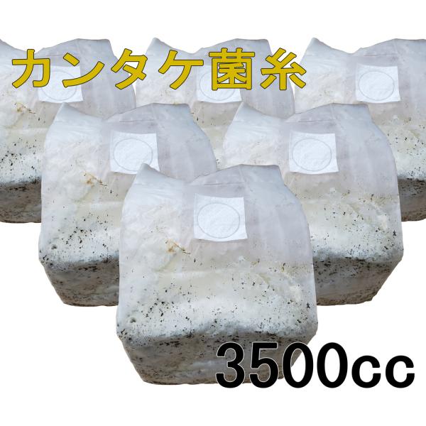 【発売日：2023年05月25日】カンタケ菌糸はヒラタケ系の菌糸に属しますが、一般的なヒラタケよりもきのこが生える温度が低くなります。比較的表面が黄色くなりやすいですが、変りなく使用できます。輝心堂のブリーダー集団ときのこ園が試行錯誤を繰り...