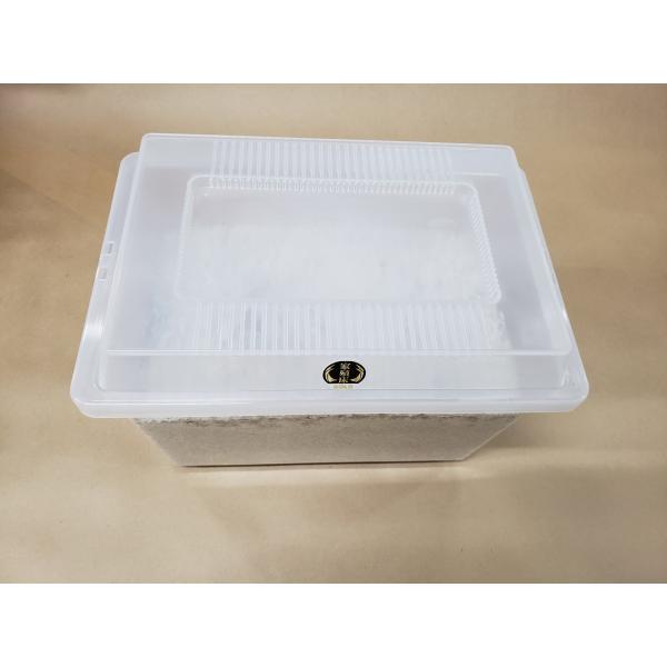 【発売日：2022年07月22日】サイズ: W185×D110×H150mm使用菌：ヒラタケ菌糸16gゼリー10個付きオオクワガタ用の菌床産卵セットです。その他、ノコギリクワガタやコクワガタなど、ヒラタケ菌糸に適した種類のクワガタにも使用可...