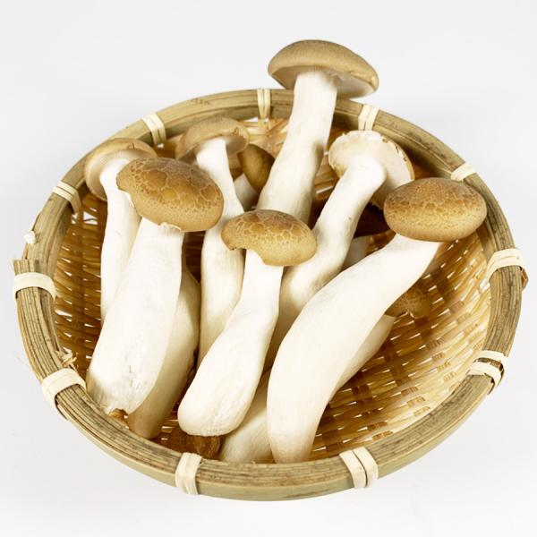 長野県　１PC