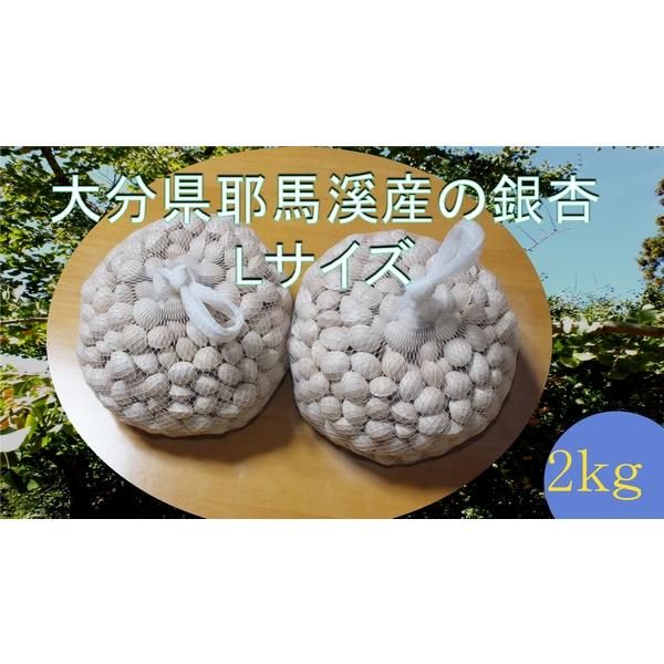 1kgでおおよそ360粒です。銀杏Lサイズのお得な2キロセットですMサイズは家庭で食べるには十分の大きさがあります。Lサイズは串刺しや茶碗蒸しなどの料理に適しています。＊お得なパック売り始めました。銀杏Ｍサイズはお得な2ｋｇパックと3ｋｇパ...