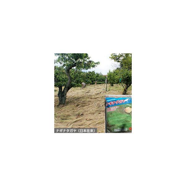 特徴秋に播種すると幼苗で越冬し、春に伸長・出穂する。気温の上昇とともに、倒伏し枯れて地面を覆うので、下草抑えの「草マルチ」として有効。従来品種より出穂時期は遅いが、しっかり倒伏し、雑草抑制効果が高い効果・自然に倒伏するため刈取りは不要です。...