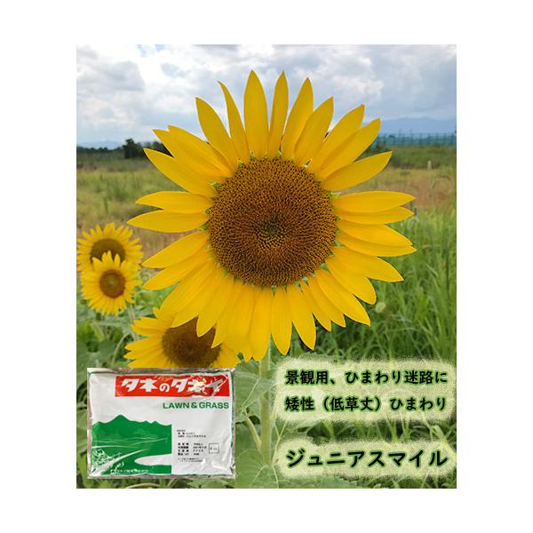 注）こちらの商品は緑肥の種子です。まき時期をご確認の上、ご注文をお願い致します。注)流動在庫につき在庫キレ、新種生産待ち等により、キャンセルまたは納品に多少お時間頂く場合がございますので、予めご了承頂きますようお願い致します。また現状の在庫...