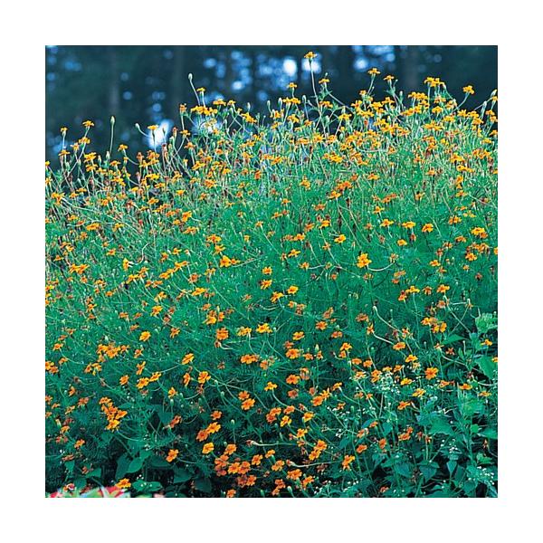 注）こちらの商品は緑肥の種子です。まき時期をご確認の上、ご注文をお願い致します。注)流動在庫につき在庫キレ、新種生産待ち等により、キャンセルまたは納品に多少お時間頂く場合がございますので、予めご了承頂きますようお願い致します。また現状の在庫...