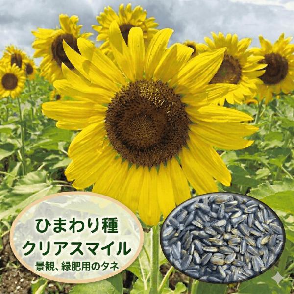 注）こちらの商品は緑肥の種子です。まき時期をご確認の上、ご注文をお願い致します。注)流動在庫につき在庫キレ、新種生産待ち等により、キャンセルまたは納品に多少お時間頂く場合がございますので、予めご了承頂きますようお願い致します。また現状の在庫...