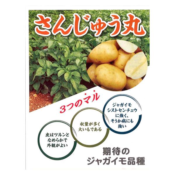 農産物ですので産地からの入荷数によっては按分出荷になる場合がございます。予めご了承願います。秋馬鈴薯は、春馬鈴薯に比べて収穫量はやや少ないものの、イモのでんぷん価が高くなり、ホクホク感が増すのが特長。気温の低い時期に貯蔵するため、３カ月ほど...