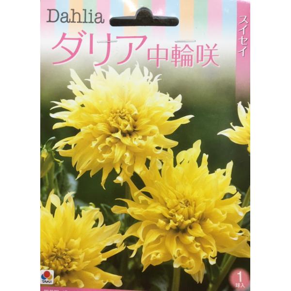 注）画像(花、球根)はイメージです。実際の色とは若干イメージが異なって見える場合があります。 球根の大きさ、形には品種毎の違いがあり全て同じサイズではありません。植え時:3月〜5月　花期:7月〜11月特徴‥ 切花として人気のあるダリアの球根...