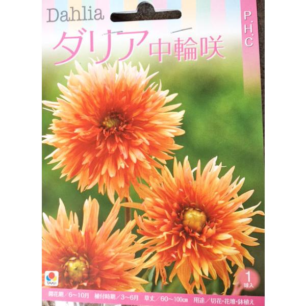 注）画像(花、球根)はイメージです。実際の色とは若干イメージが異なって見える場合があります。 球根の大きさ、形には品種毎の違いがあり全て同じサイズではありません。植え時:3月〜5月　花期:7月〜11月特徴‥ さわやかなオレンジ色ダリア【切り...