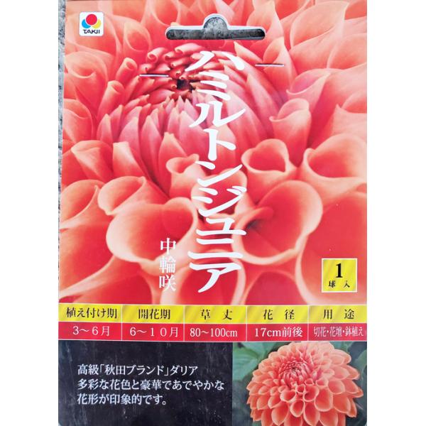 注）画像(花、球根)はイメージです。実際の色とは若干イメージが異なって見える場合があります。 球根の大きさ、形には品種毎の違いがあり全て同じサイズではありません。中輪咲ダリア球根　ハミルトンジュニア　1球入り植え時:3月〜6月　花期:6月〜...