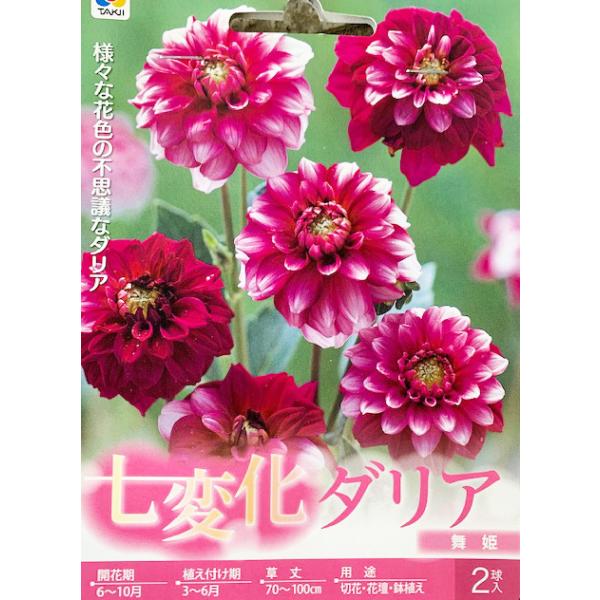 注）画像(花、球根)はイメージです。実際の色とは若干イメージが異なって見える場合があります。 球根の大きさ、形には品種毎の違いがあり全て同じサイズではありません。七変化ダリア球根　舞姫　2球入り植え時:3月〜6月　花期:6月〜10月特徴‥ ...