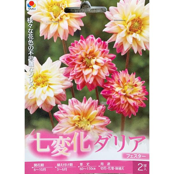 注）画像(花、球根)はイメージです。実際の色とは若干イメージが異なって見える場合があります。 球根の大きさ、形には品種毎の違いがあり全て同じサイズではありません。七変化ダリア球根　フェスター　2球入り植え時:3月〜6月　花期:6月〜10月特...