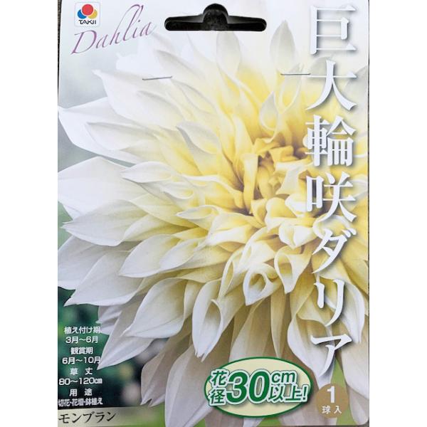 注）画像(花、球根)はイメージです。実際の色とは若干イメージが異なって見える場合があります。 球根の大きさ、形には品種毎の違いがあり全て同じサイズではありません。巨大輪咲きダリア球根　モンブラン　1球入り植え時:3月〜6月　花期:6月〜10...