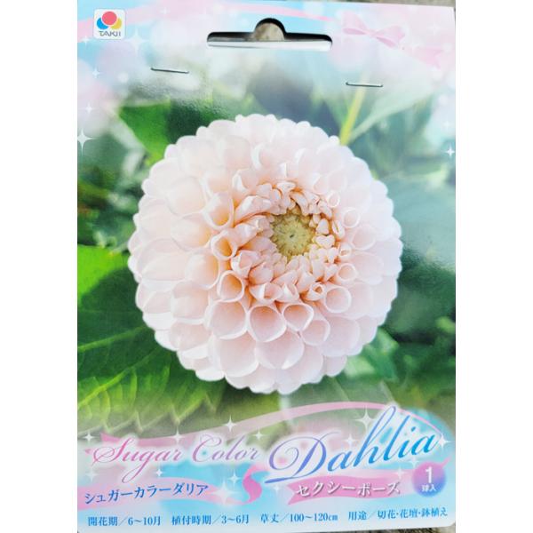注）画像(花、球根)はイメージです。実際の色とは若干イメージが異なって見える場合があります。 球根の大きさ、形には品種毎の違いがあり全て同じサイズではありません。シュガーダリアボール咲ダリア球根　セクシーポーズ　1球入り植え時:3月〜6月　...