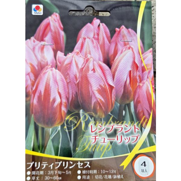 注)店舗共同販売の流動在庫につき、WEB上での反映が遅れ、ご注文後キャンセルさしていただきます場合がございます。 予めご了承ください。レンブラントチューリップ　プリティプリンセス　4球特徴… １７世紀のオランダを熱狂させた色鮮やかなコントラ...