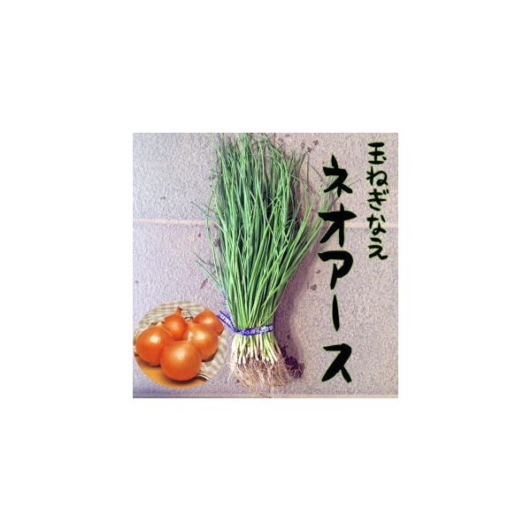 ※要確認※発送日をお選びいただきその間での発送をいたします。納期ご指定は可能な限り対応しますが、抜き苗ですので基本は期間内での発送になります。（ご注文の際備考欄等にお書きいただくか、前もってお問い合わせください）農産物ですので、天候などの影...