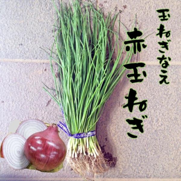 品種 赤玉葱苗　※品種　七宝くれない、赤玉サラダ、猩々赤を発送いたします。※10/23〜11/2発送　は七宝くれないのみ発送予定指定希望品種がある場合はご注文時にご要望欄に書いていただくか、前もってご連絡下さい。時期によってはご希望に添えな...