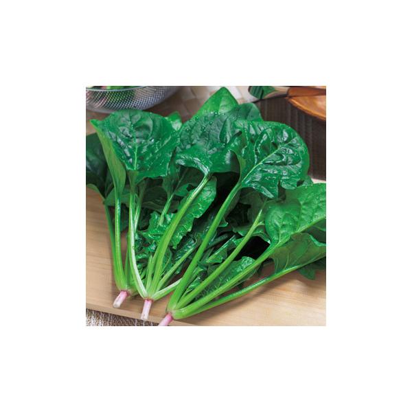 注）こちらの商品は野菜の種子です。注）まき時期をご確認の上、ご注文をお願い致します。注)流動在庫につき、メーカー在庫キレ等によりご注文を キャンセルまた多少お時間頂く場合がございますので誠に恐れ入りますが、あらかじめご了承頂きますようよろし...