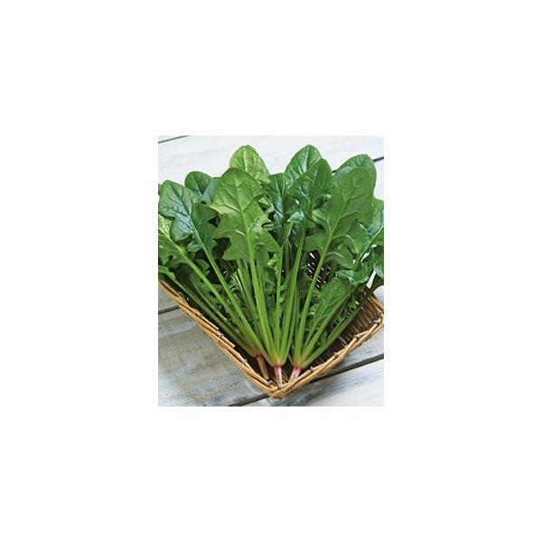 注）こちらの商品は野菜の種子です。注）まき時期をご確認の上、ご注文をお願い致します。注)流動在庫につき、メーカー在庫キレ等によりご注文を キャンセルまた多少お時間頂く場合がございますので誠に恐れ入りますが、あらかじめご了承頂きますようよろし...