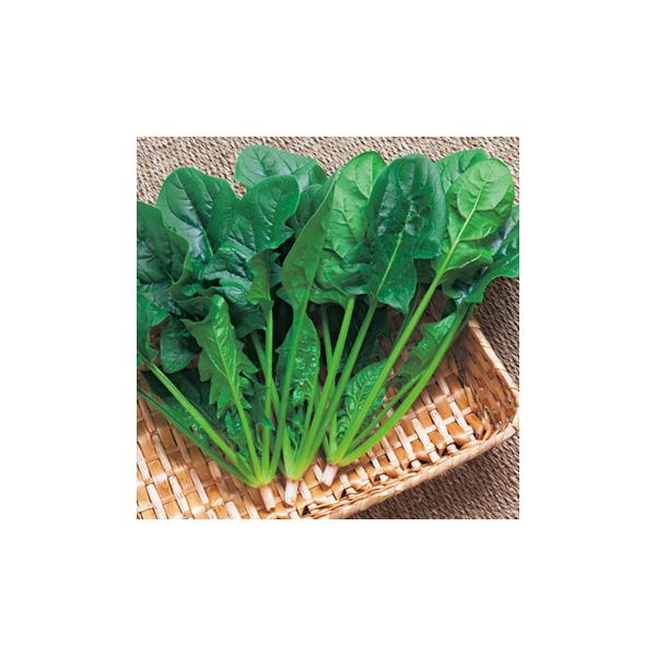 注）こちらの商品は野菜の種子です。注)流動在庫につき、メーカー在庫キレ等によりご注文を キャンセルまた多少お時間頂く場合がございますので誠に恐れ入りますが、あらかじめご了承頂きますようよろしくお願い致します。注）まき時期をご確認の上、ご注文...