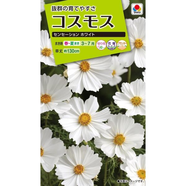 注）こちらの商品は花の種子です。注)メーカー在庫キレ、新種待ち等によりご注文を キャンセルまた多少お時間頂く場合がございますので誠に恐れ入りますが、あらかじめご了承頂きますようよろしくお願い致します。納期お急ぎの場合は前もってお問い合わせく...