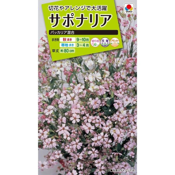注）こちらの商品は花の種子です。注)メーカー在庫キレ、新種待ち等によりご注文を キャンセルまた多少お時間頂く場合がございますので誠に恐れ入りますが、あらかじめご了承頂きますようよろしくお願い致します。納期お急ぎの場合は前もってお問い合わせく...