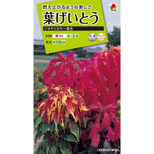注）こちらの商品は花の種子です。注)メーカー在庫キレ、新種待ち等によりご注文を キャンセルまた多少お時間頂く場合がございますので誠に恐れ入りますが、あらかじめご了承頂きますようよろしくお願い致します。納期お急ぎの場合は前もってお問い合わせく...