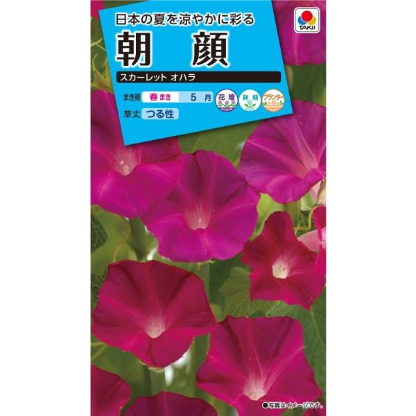 注）こちらの商品は花の種子です。注)メーカー在庫キレ、新種待ち等によりご注文を キャンセルまた多少お時間頂く場合がございますので誠に恐れ入りますが、あらかじめご了承頂きますようよろしくお願い致します。納期お急ぎの場合は前もってお問い合わせく...