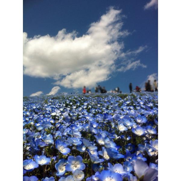 注）こちらの商品は花の種子です。注)メーカー在庫キレ、新種待ち等によりご注文を キャンセルまた多少お時間頂く場合がございますので誠に恐れ入りますが、あらかじめご了承頂きますようよろしくお願い致します。納期お急ぎの場合は前もってお問い合わせく...