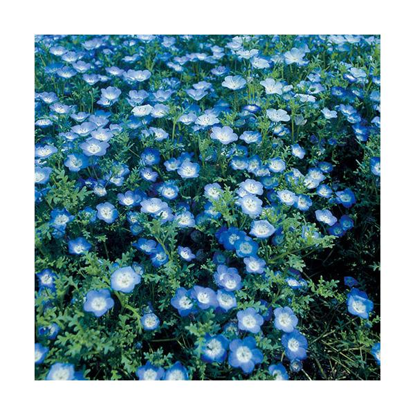 注）こちらの商品は花の種子です。注)メーカー在庫キレ、新種待ち等によりご注文を キャンセルまた多少お時間頂く場合がございますので誠に恐れ入りますが、あらかじめご了承頂きますようよろしくお願い致します。納期お急ぎの場合は前もってお問い合わせく...