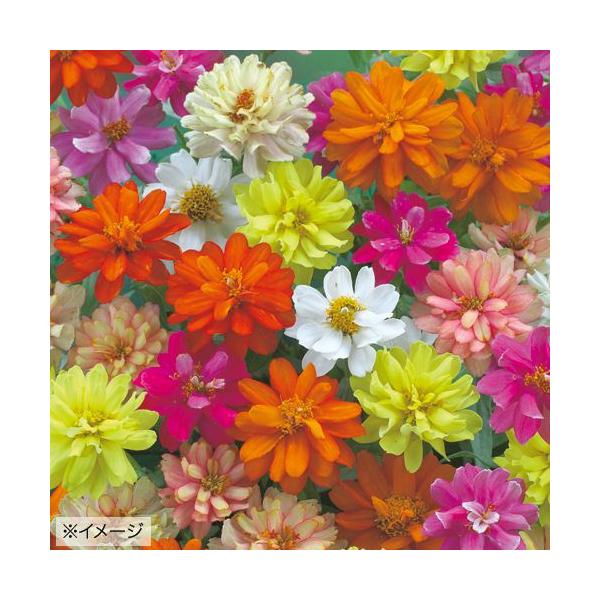 注）こちらの商品は花の種子です。注)メーカー在庫キレ、新種待ち等によりご注文を キャンセルまた多少お時間頂く場合がございますので誠に恐れ入りますが、あらかじめご了承頂きますようよろしくお願い致します。納期お急ぎの場合は前もってお問い合わせく...