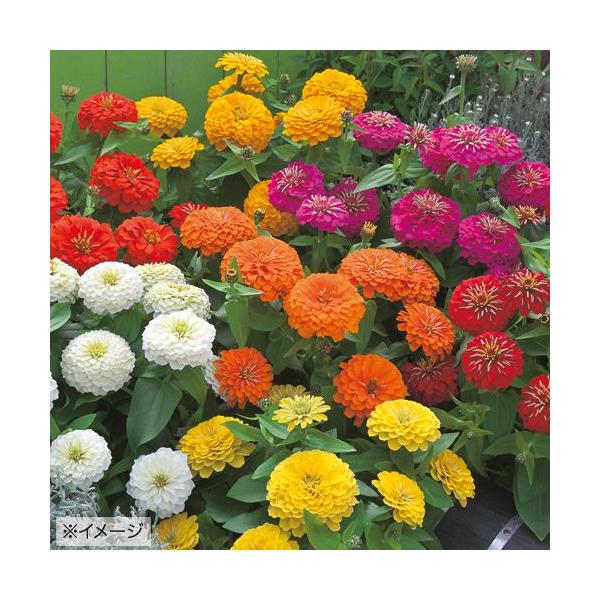 注）こちらの商品は花の種子です。注)メーカー在庫キレ、新種待ち等によりご注文を キャンセルまた多少お時間頂く場合がございますので誠に恐れ入りますが、あらかじめご了承頂きますようよろしくお願い致します。納期お急ぎの場合は前もってお問い合わせく...