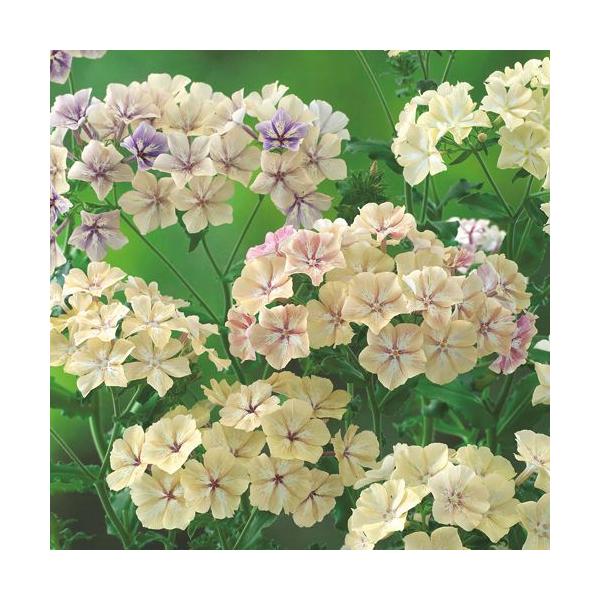 注）こちらの商品は花の種子です。注)メーカー在庫キレ、新種待ち等によりご注文を キャンセルまた多少お時間頂く場合がございますので誠に恐れ入りますが、あらかじめご了承頂きますようよろしくお願い致します。納期お急ぎの場合は前もってお問い合わせく...