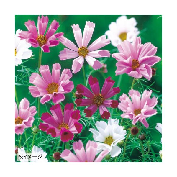 注）こちらの商品は花の種子です。注)メーカー在庫キレ、新種待ち等によりご注文を キャンセルまた多少お時間頂く場合がございますので誠に恐れ入りますが、あらかじめご了承頂きますようよろしくお願い致します。納期お急ぎの場合は前もってお問い合わせく...