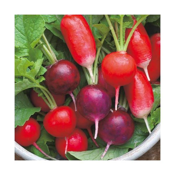 注）こちらの商品は野菜の種子です。注)流動在庫につき、メーカー在庫キレ等によりご注文を キャンセルまた多少お時間頂く場合がございますので誠に恐れ入りますが、あらかじめご了承頂きますようよろしくお願い致します。注）まき時期をご確認の上、ご注文...