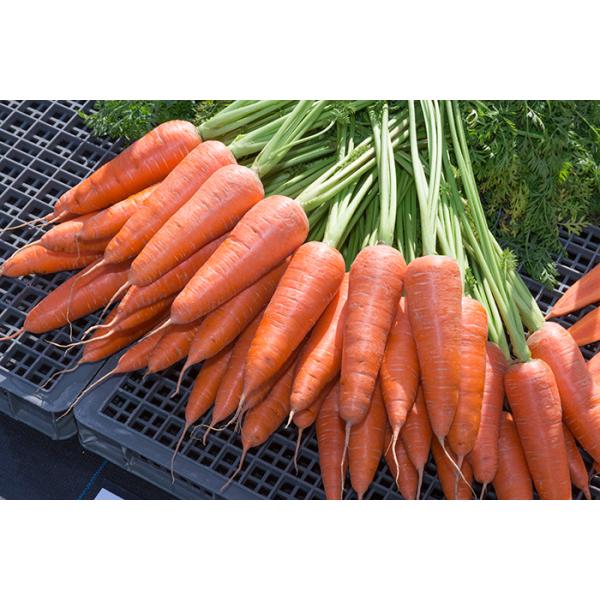 注）こちらの商品は野菜の種子です。注)流動在庫につき、メーカー在庫キレ等によりご注文を キャンセルまた多少お時間頂く場合がございますので誠に恐れ入りますが、あらかじめご了承頂きますようよろしくお願い致します。注）まき時期をご確認の上、ご注文...