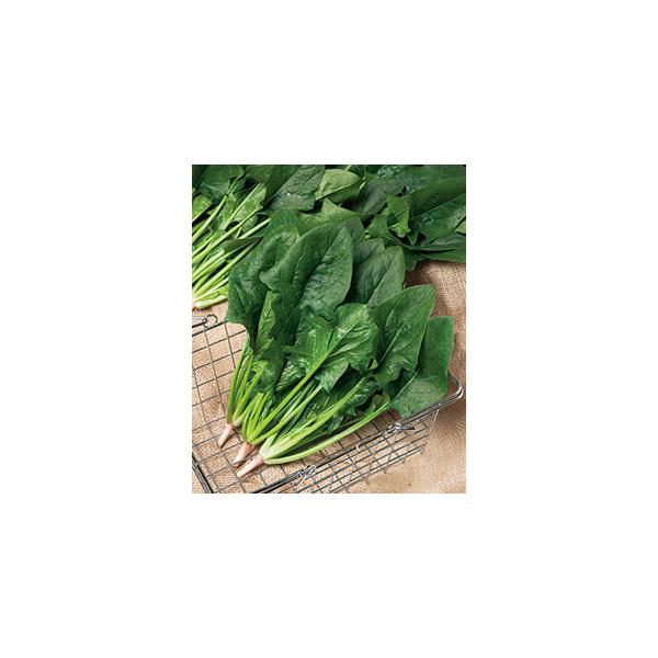 注）こちらの商品は野菜の種子です。注)流動在庫につき、メーカー在庫キレ等によりご注文をキャンセルまた多少お時間頂く場合がございますので誠に恐れ入りますが、あらかじめご了承頂きますようよろしくお願い致します。注）まき時期をご確認の上、ご注文を...