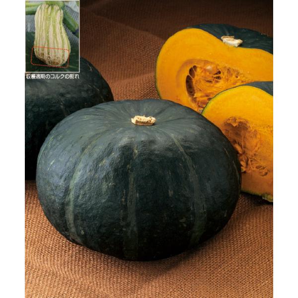 注）こちらの商品は野菜の種子です。注)流動在庫につき、メーカー在庫キレ等によりご注文を キャンセルまた多少お時間頂く場合がございますので誠に恐れ入りますが、あらかじめご了承頂きますようよろしくお願い致します。注）まき時期をご確認の上、ご注文...