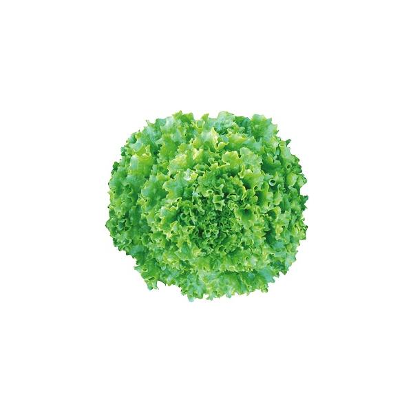 注）こちらの商品は野菜の種子です。注)流動在庫につき、メーカー在庫キレ等によりご注文を キャンセルまた多少お時間頂く場合がございますので誠に恐れ入りますが、あらかじめご了承頂きますようよろしくお願い致します。注）まき時期をご確認の上、ご注文...