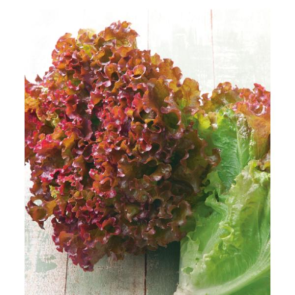 注）こちらの商品は野菜の種子です。注)流動在庫につき、メーカー在庫キレ等によりご注文を キャンセルまた多少お時間頂く場合がございますので誠に恐れ入りますが、あらかじめご了承頂きますようよろしくお願い致します。注）まき時期をご確認の上、ご注文...