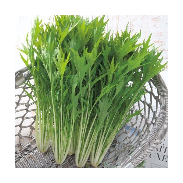 注）こちらの商品は野菜の種子です。注)メーカー在庫キレ、新種待ち等によりご注文を キャンセルまた多少お時間頂く場合がございますので誠に恐れ入りますが、あらかじめご了承頂きますようよろしくお願い致します。注）まき時期をご確認の上、ご注文をお願...